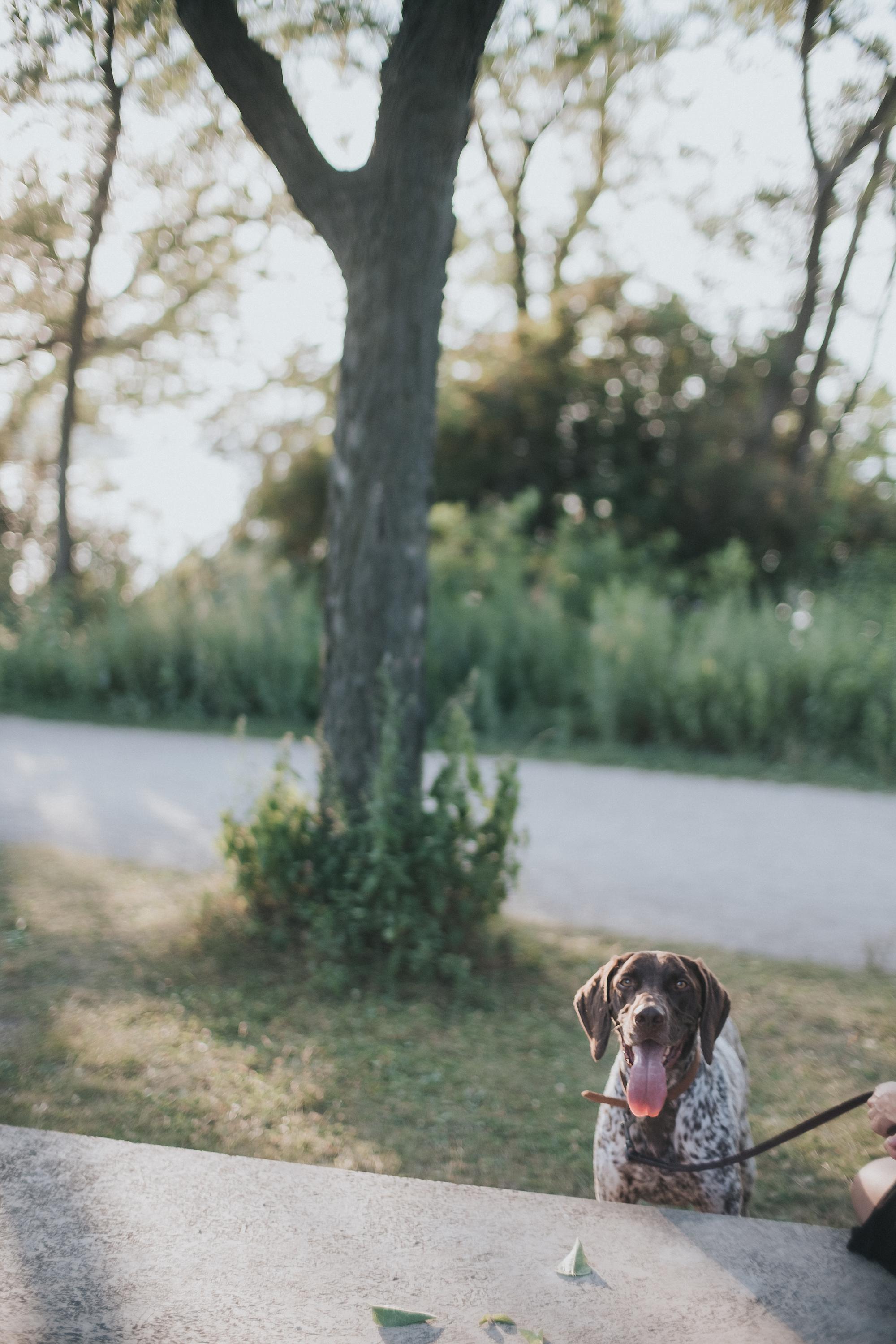 Val & Cody | A Summer Engagement in Madison